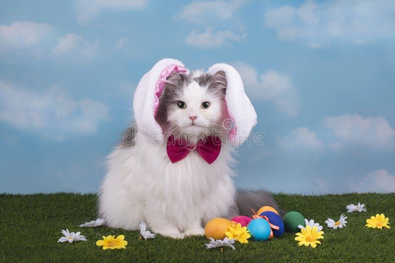 Cat in the Suit Bunny Celebrates Easter Stock Image - Image of output ...