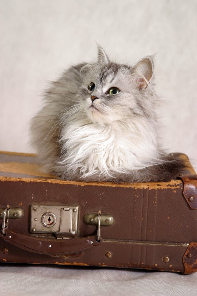 2,329 Cat Suitcase Stock Photos - Free & Royalty-Free Stock Photos from ...
