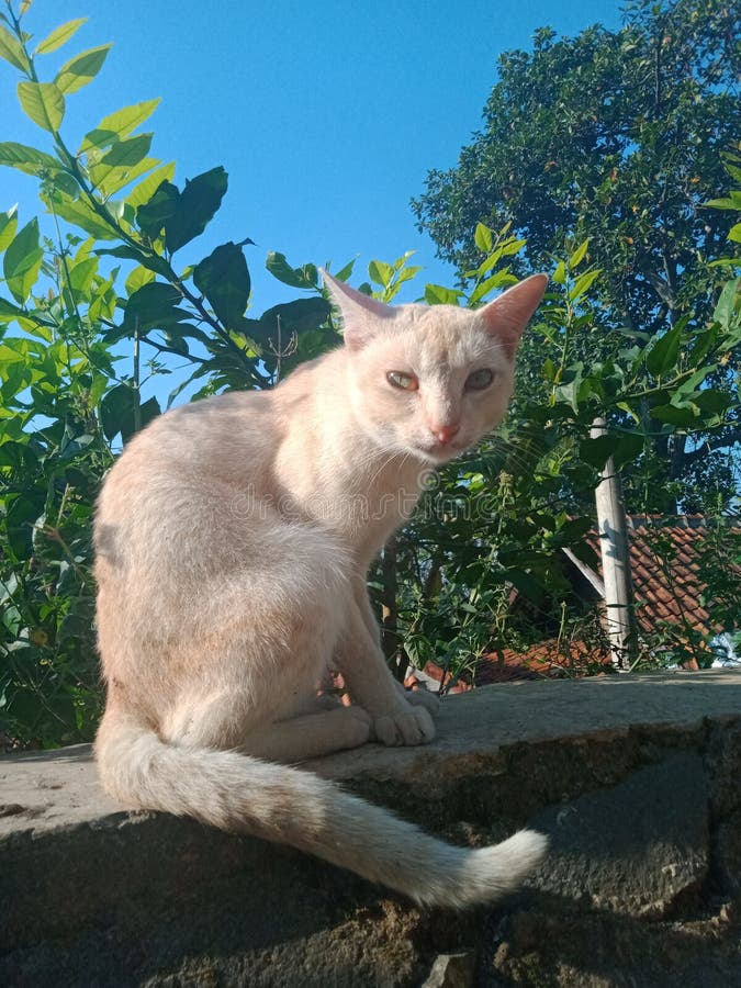 Cat in the sun stock photo. Image of animal, whiskers - 224667416