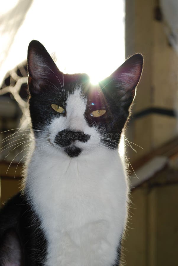 Cat in the Sun stock photo. Image of black, mustache - 123152374