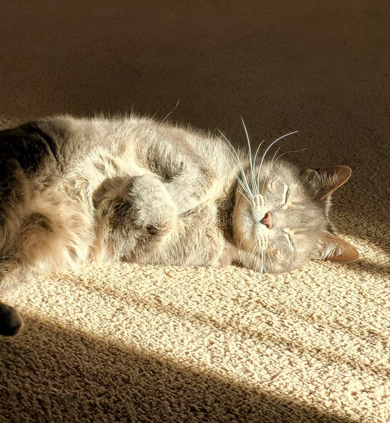 Cat sun napping stock photo. Image of napping, animal - 253426870