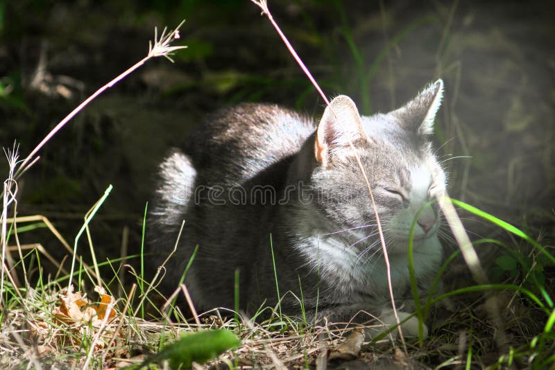 Cat in the sun in nature stock image. Image of healthy - 137840355