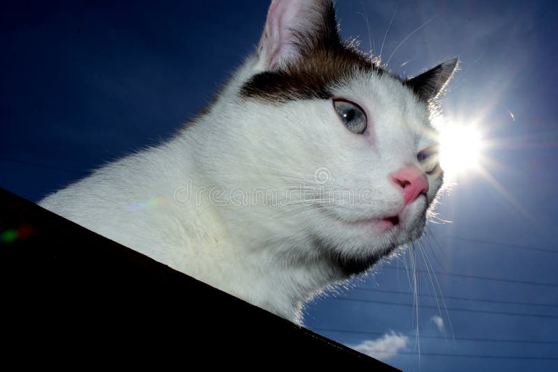 Cat and sun stock image. Image of mammals, energy, white - 88983829