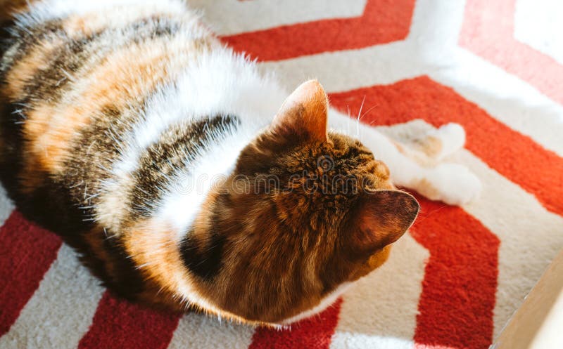 Cat Sunbathing on the Carpet Stock Photo - Image of lovable, life ...