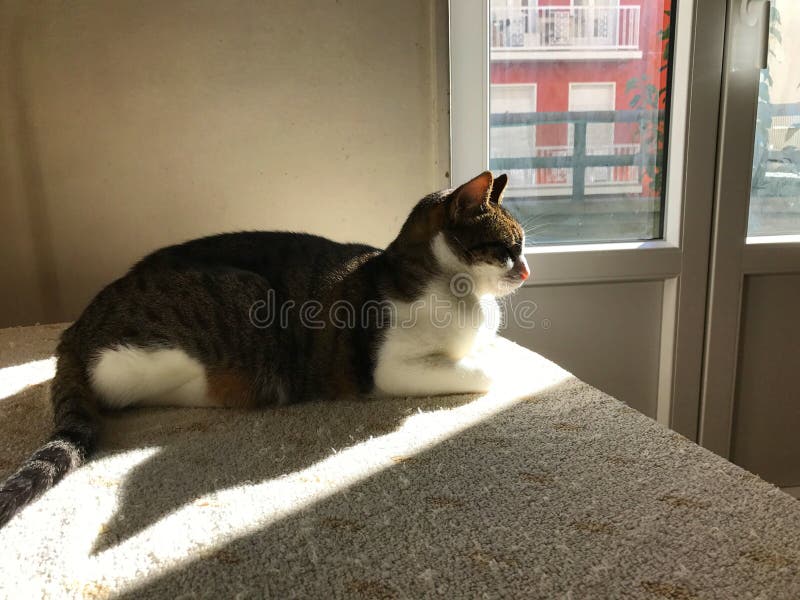 Cat Sunbathing Closed Window Stock Photos - Free & Royalty-Free Stock ...