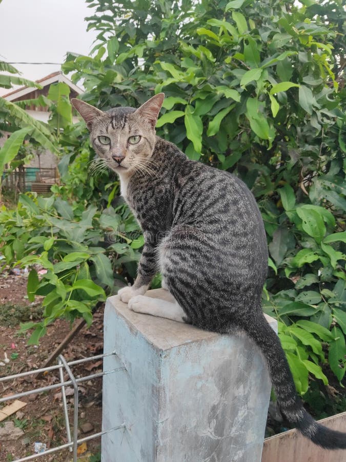 Cat Sunbathing during the Day Stock Image - Image of forest, sunbathing ...