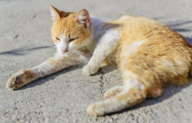 Cat sunbathing stock image. Image of enjoying, sleep - 43944133