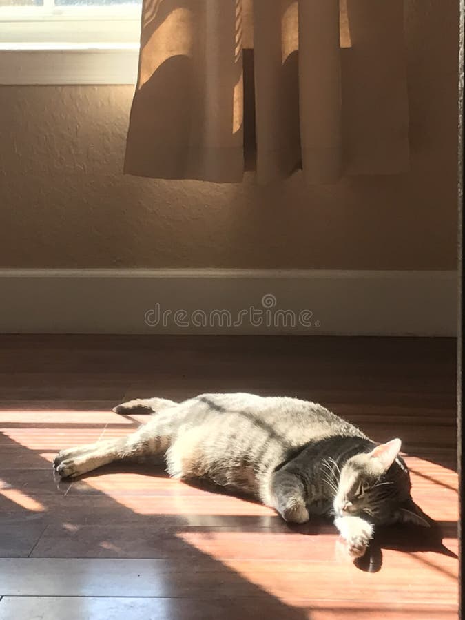 Cat sunbathing stock photo. Image of great, sunbathing - 364245112