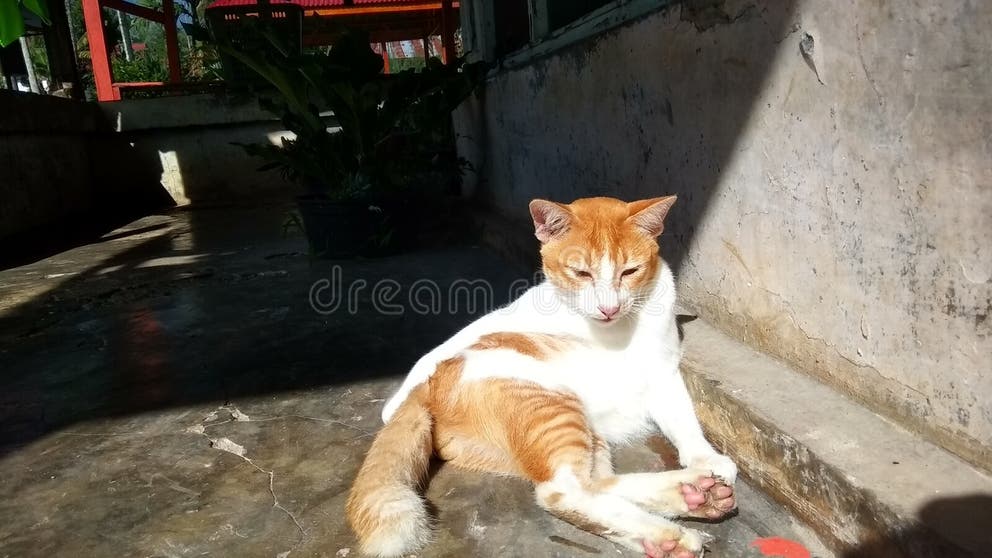 A Cat that is Sunbathing in the Morning Stock Image - Image of animals ...