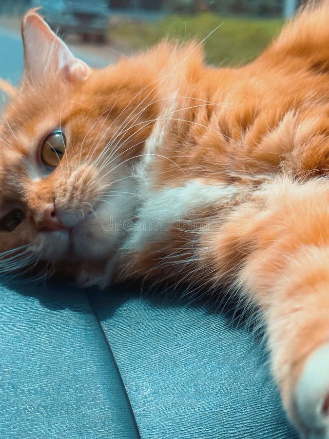 Cat is sunbathing stock photo. Image of basking, morning - 276777410