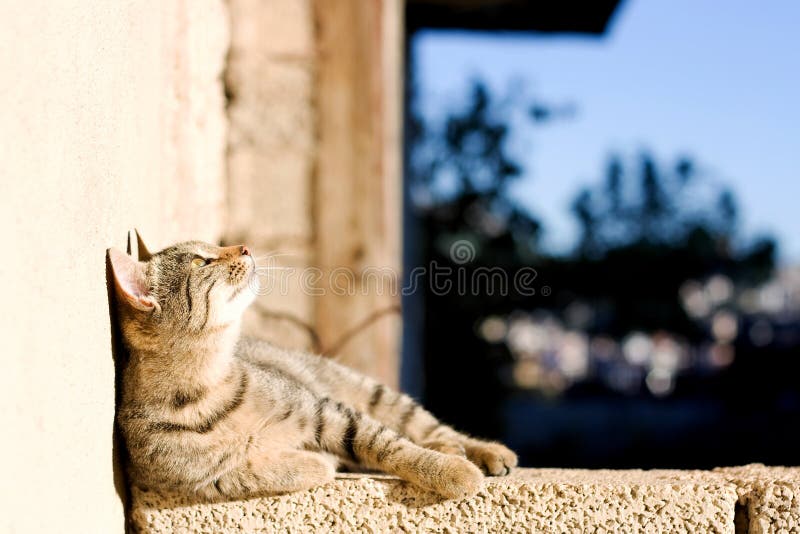 Cat sunbathing stock image. Image of lying, sunbathe - 52114543