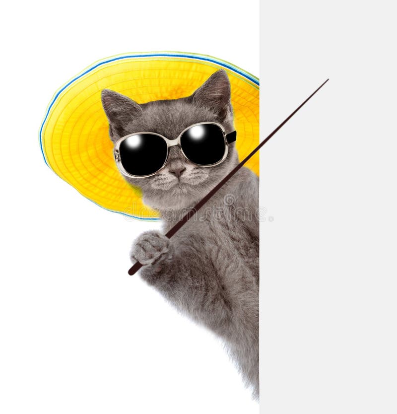 Cat Pointing Camera Photos - Free & Royalty-Free Stock Photos from ...