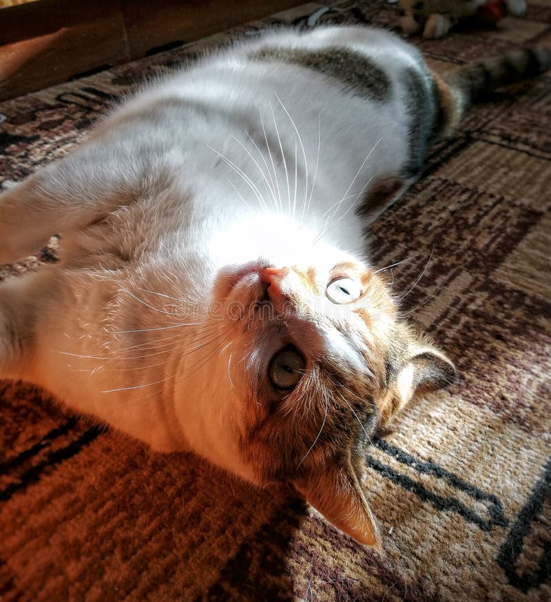 Cat stock photo. Image of pets, eyes, beautiful, sunlight - 130228360