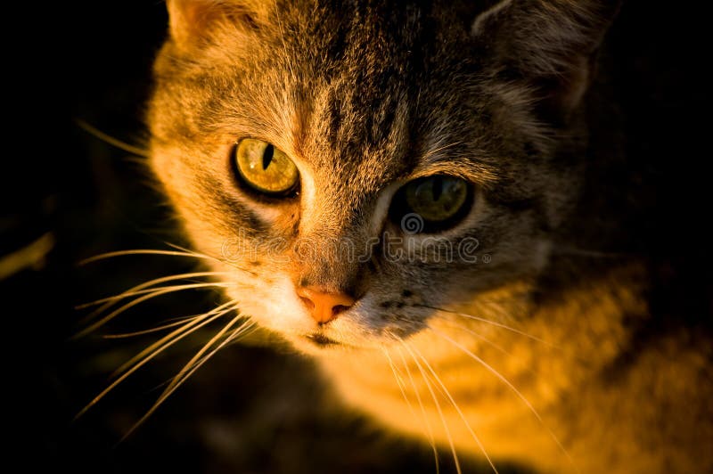 Cat in the Sunlight stock photo. Image of mammal, animal - 5311608