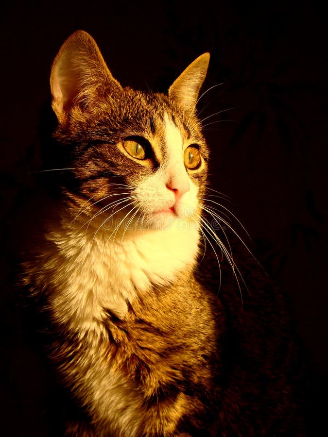 Cat sunlight stock photo. Image of ears, yellow, moustaches - 7917672
