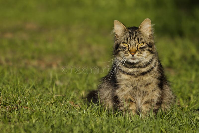 Cat in the sunlight stock photo. Image of nature, morning - 44112148