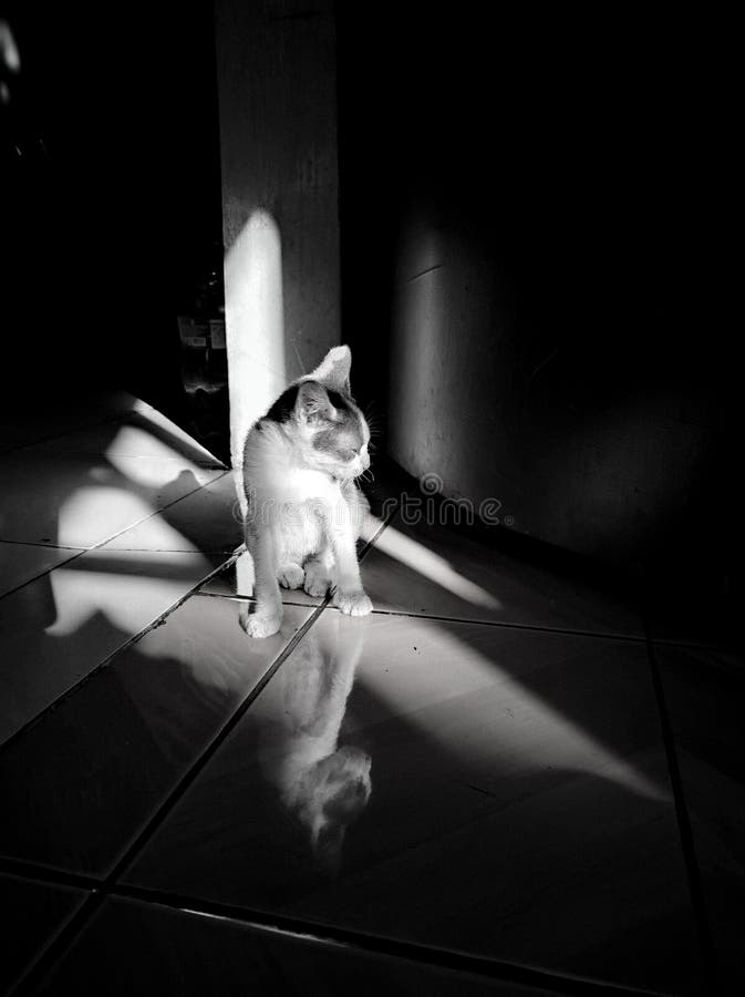 Cat in Sunlight Looks Cute. Image Includes a Effect the Black and White ...