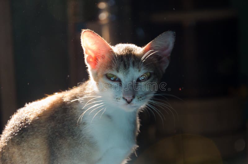Cat in sunlight stock image. Image of animal, sunlight - 92458683