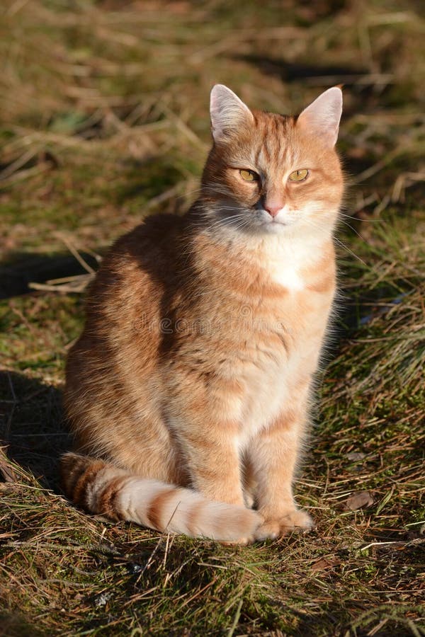Cat in the sunlight stock photo. Image of shaggy, cute - 31989448