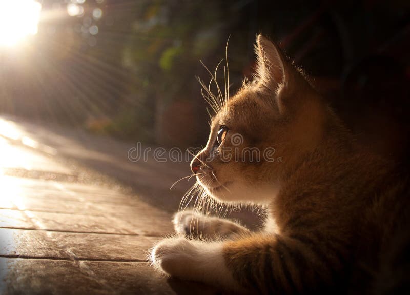 Cat stock photo. Image of animal, sunlight, mammal, orange - 40688596