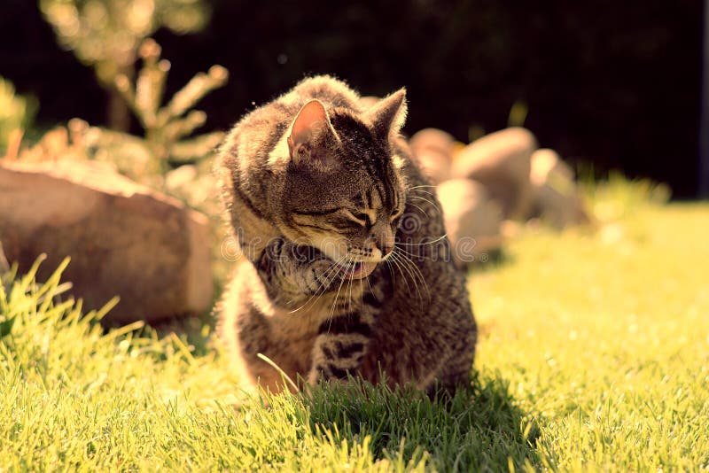 Beautiful Cat Sunrise Stock Images - Download 1,320 Royalty Free Photos