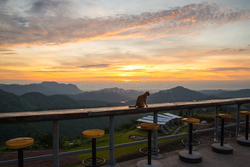 Cat Sunrise stock photo. Image of blue, cultivate, grow - 62525336