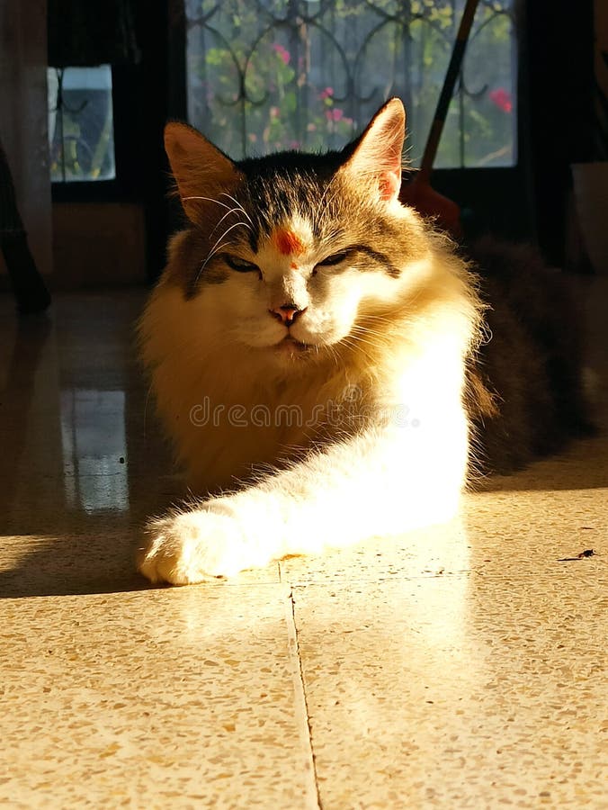 Cat in the Sunrise Time stock image. Image of skin, animal - 202670961