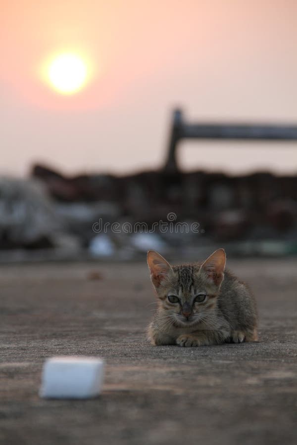 Cat sunrise stock photo. Image of sand, daring, look - 48454818