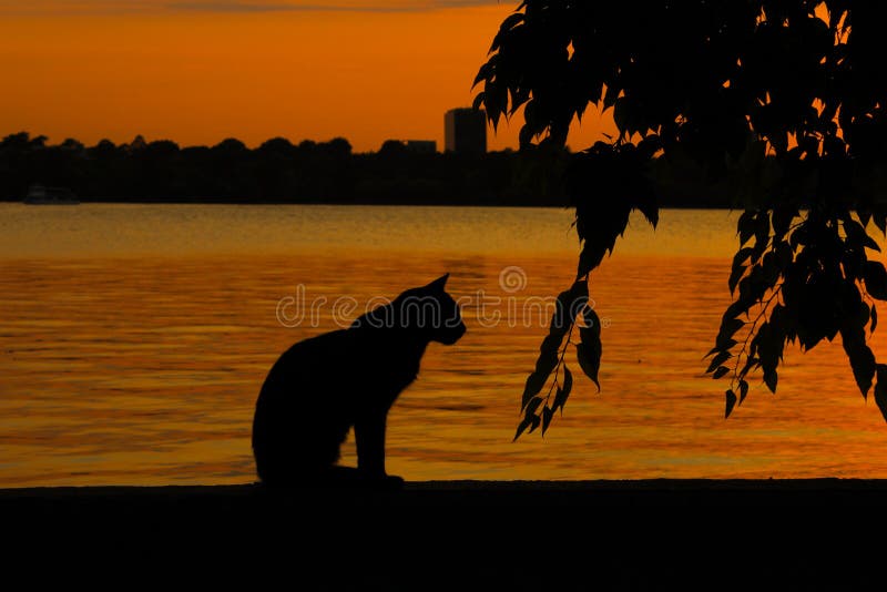 Cat at sunset stock image. Image of colourful, kitten - 107032095