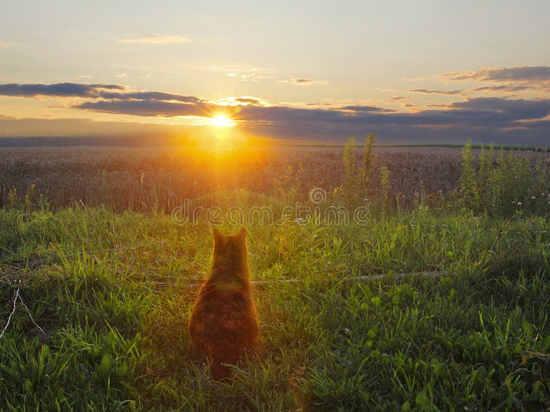 Cat at Sunset stock photo. Image of animal, green, meadow - 397887310