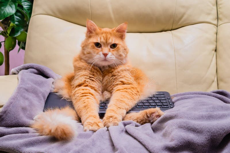Cat surfing on internet stock photo. Image of network - 135675936