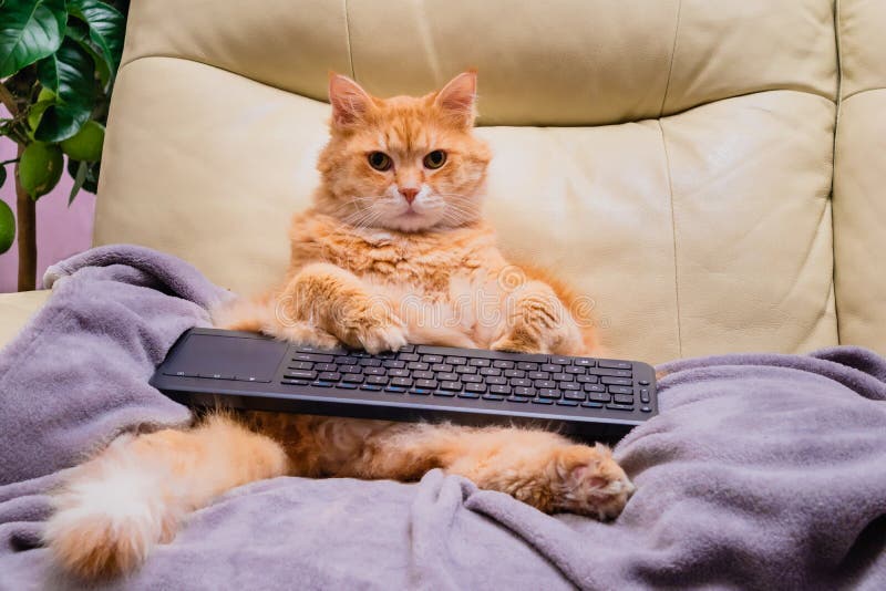 Cat surfing on internet stock image. Image of garfield - 135675935