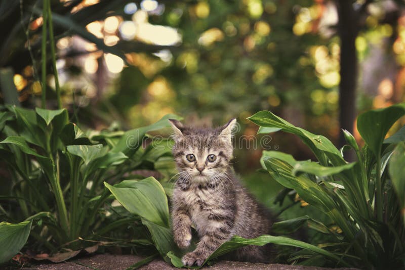 Cat surrounded by flowers stock image. Image of felines - 120487063