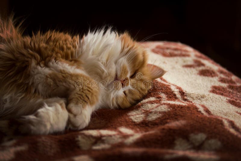 Sweet Cata Stock Photos - Free & Royalty-Free Stock Photos from Dreamstime