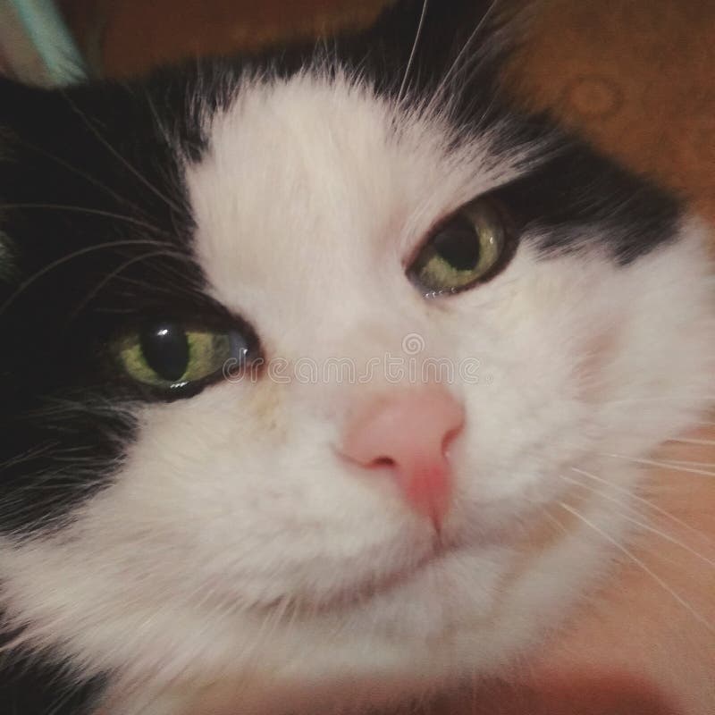 Cat stock image. Image of sweet, beautiful, cats, face - 96797367