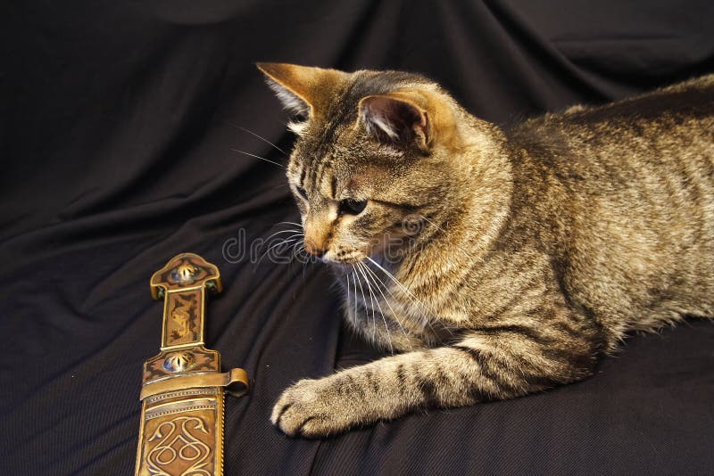 Cat And Sword Picture. Image: 4287695