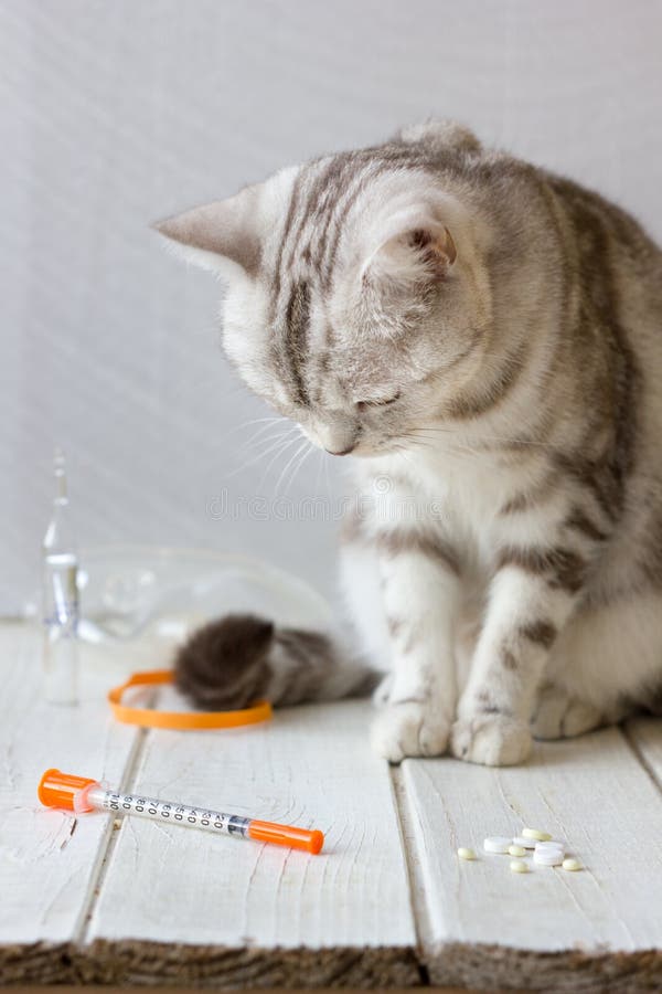 Cat and Syringe in Vet Clinic. Stock Photo - Image of britain, human ...