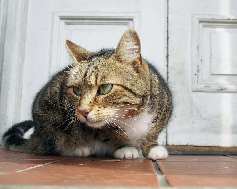 Cat stock image. Image of doorway, nature, male, mammal - 39554431