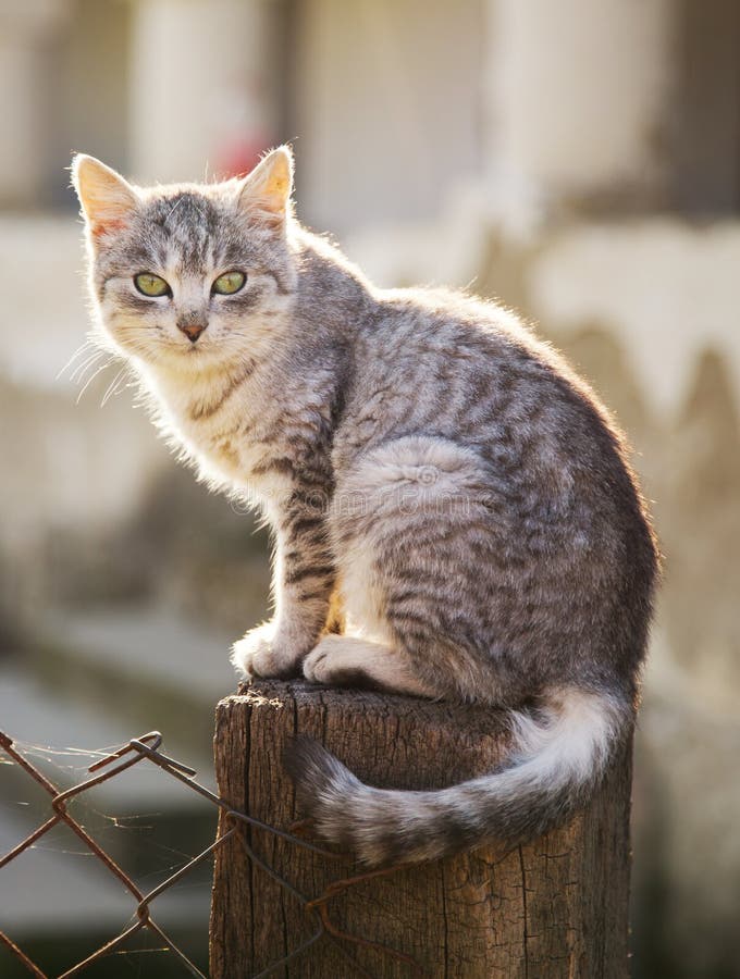 41,555 Outdoor Tabby Cat Stock Photos - Free & Royalty-Free Stock ...