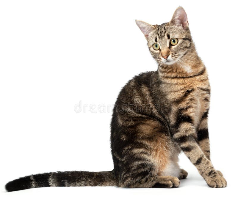 Tabby Cat Sitting and Looking Up Stock Photo - Image of grey, sitting ...