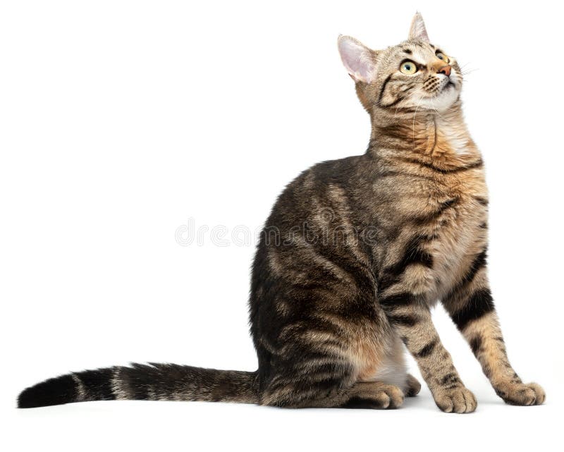 Tabby Cat Sitting in Black and White Stock Photo - Image of british ...
