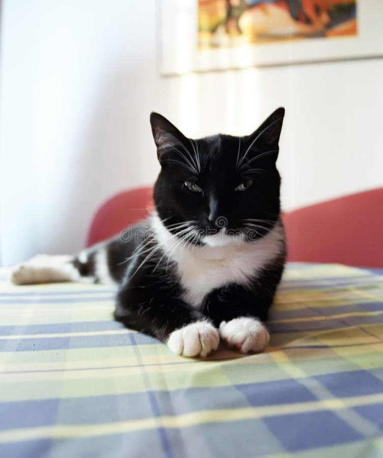 Cat on table stock image. Image of sofa, white, blue - 13000925