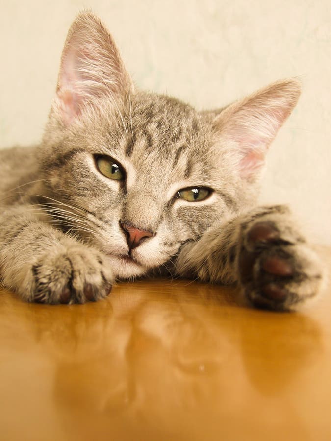 Cat on the table stock image. Image of looking, view - 24584551