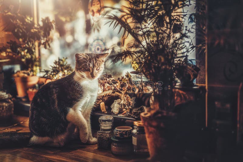 Cat on the Table in a Beautiful Rustic Kitchen, Stock Image - Image of ...