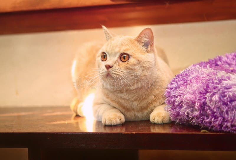 A cat on the table stock photo. Image of pretty, portrait - 192837006