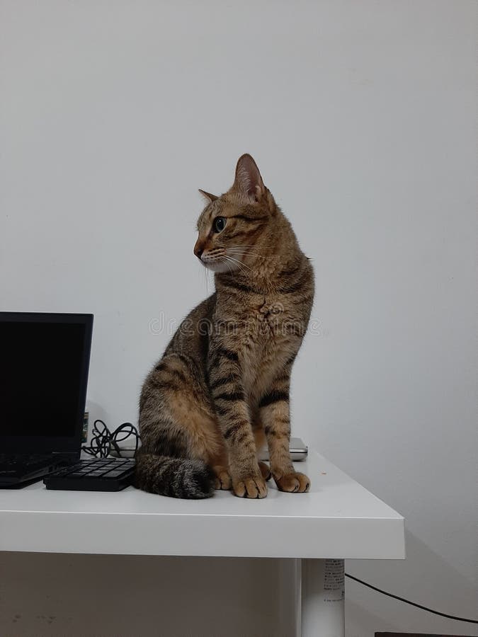 Cat on the table stock image. Image of table, perfectly - 203175823