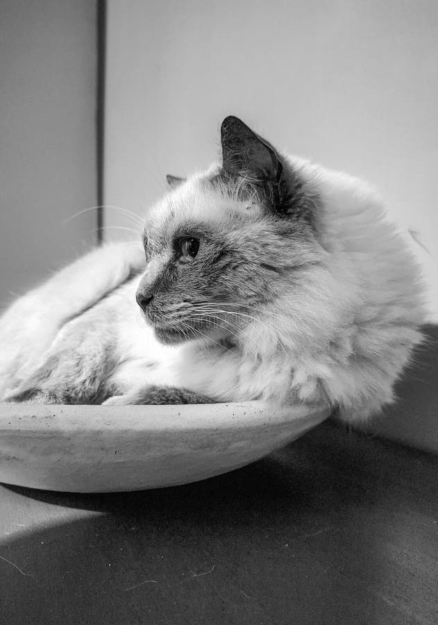 Cat on a table stock photo. Image of eyes, kitty, kitten - 315485780