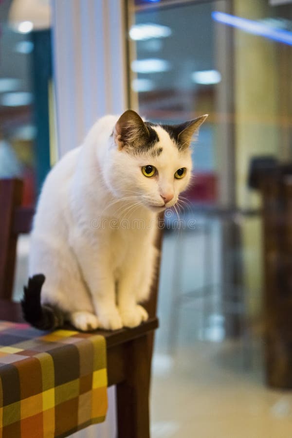 Cat on table stock image. Image of feline, handsome, portrait - 71331731