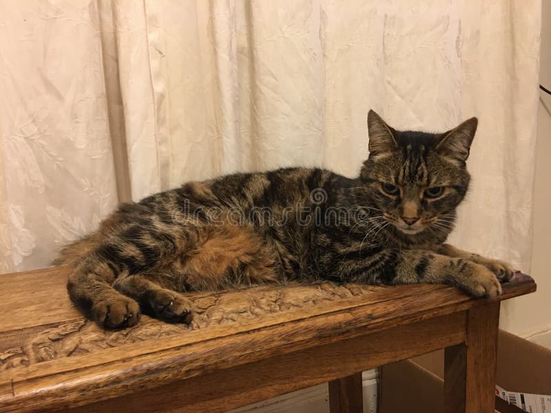 A Cat on a Table stock image. Image of feline, tabby - 197182677