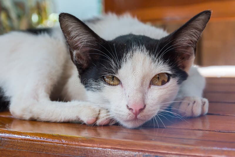 Cat on table stock image. Image of funny, animal, dark - 64520575
